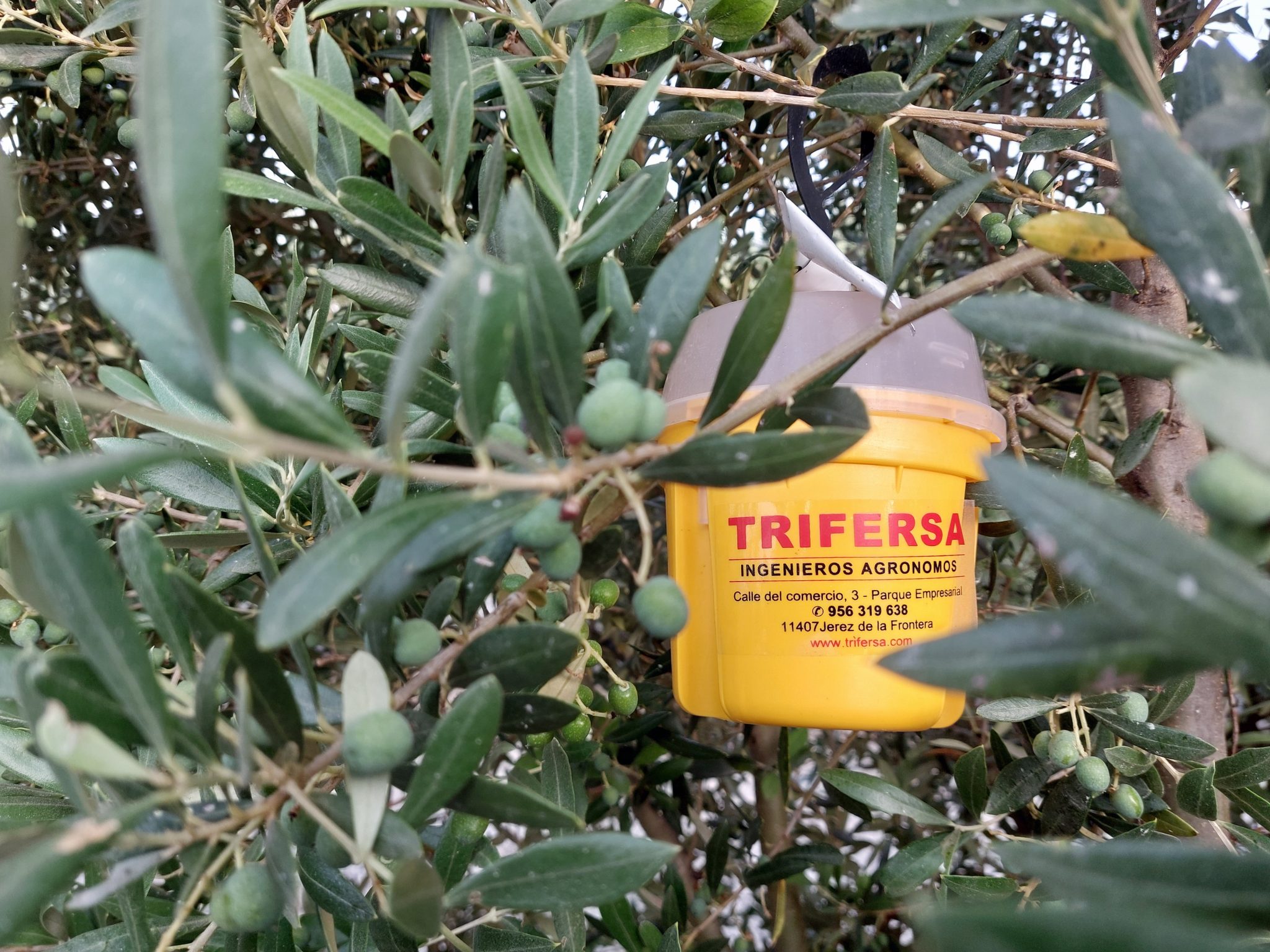 Trampas para insectos en olivares. – TRIFERSA